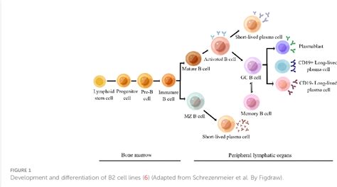 Figure 1 From Telitacicept For Autoimmune Nephropathy Semantic Scholar