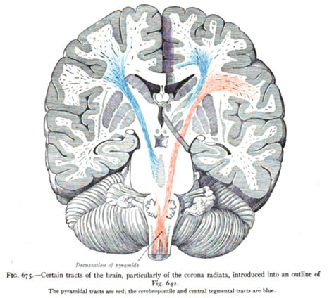 Brain Anatomy Flashcards Quizlet