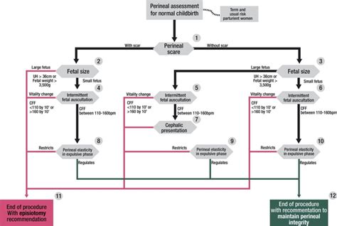 Applicability Of Decision Support Algorithm In Perineal Assessment For