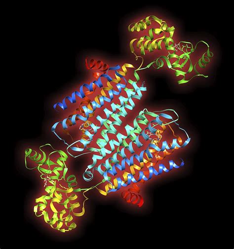 Dopamine Receptor D3 Photograph By Science Photo Library Pixels