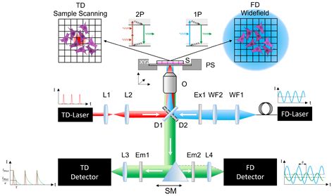 Comprehensive Investigation Of Parameters Influencing Fluorescence