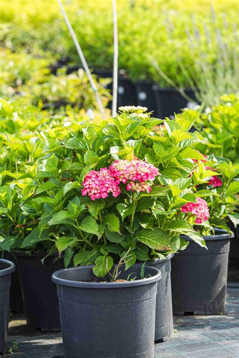 How To Grow Hydrangeas Beginners Guide Hydrangea Love