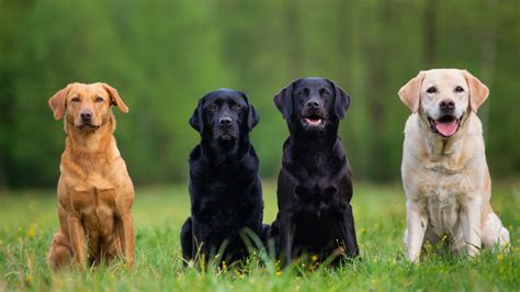 Examples Of Response And Stimulus Generalization Hope Education Services