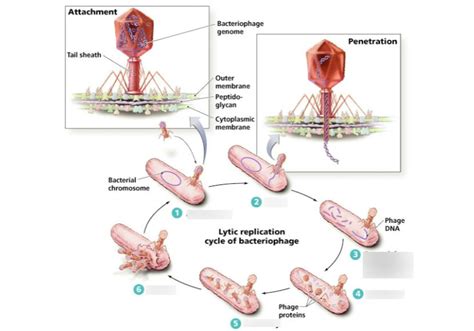 Micro Bio Chapter 13 2 Diagram Quizlet