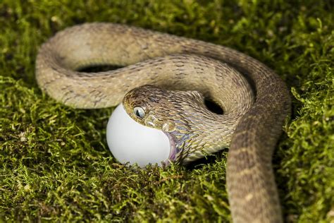 Snake Eating Egg