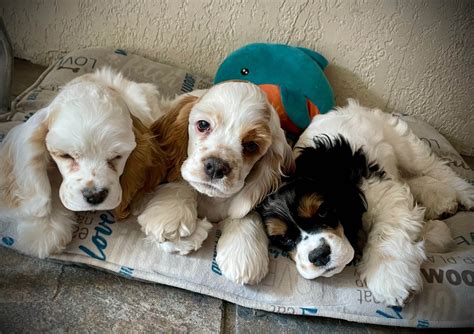 Cocker Spaniel Puppies For Sale