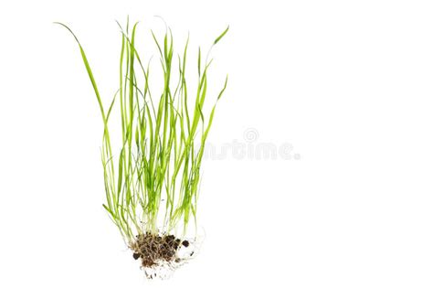 Close Up Of Grass With Root Isolated On White Stock Image Image Of