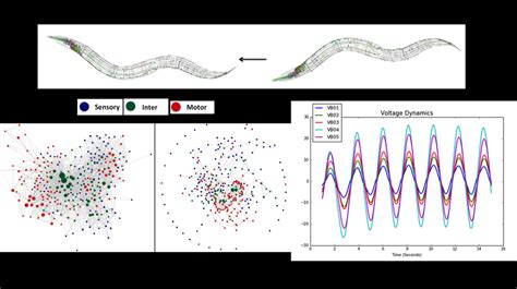 Two Layers Of The Neuronal Network Of C Elegans Top An Example Of Download Scientific