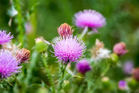 Berberine Meets Milk Thistle In One Herbal Formula