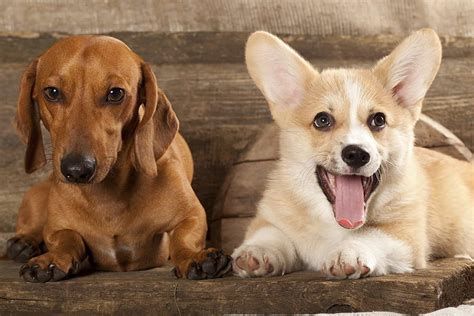 Do Corgis And Dachshunds Get Along What You Need To Know Myfavcorgi