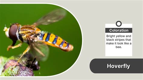 7 Flies That Look Like Bees How To Tell The Difference