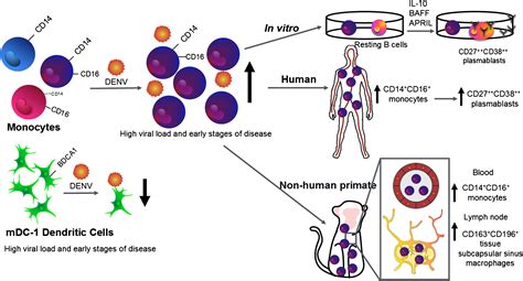 Monocyte Plasmablast Crosstalk During Dengue Cell Host And Microbe