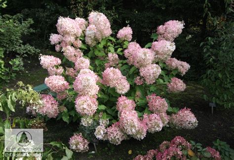Hydrangea Paniculata Mega Pearl Hortensja Bukietowa Mega Pearl