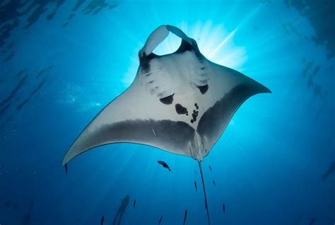7 Rare Ocean Animals Where To See Incredible Marine Species