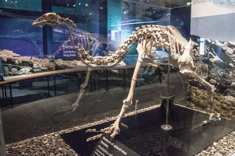 New Zealands Moa Were Nine Feet Tall And Definitely Not Chill Discoverwildscience