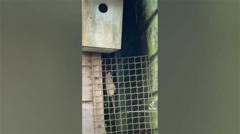 Mission Impossible… Not For This Mouse Mouse Climbing Funny