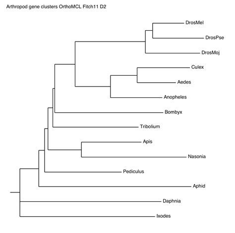 Arthropoda Phylum Tree