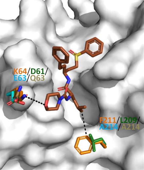Structure Determinants Defining The Specificity Of Papain Like Cysteine