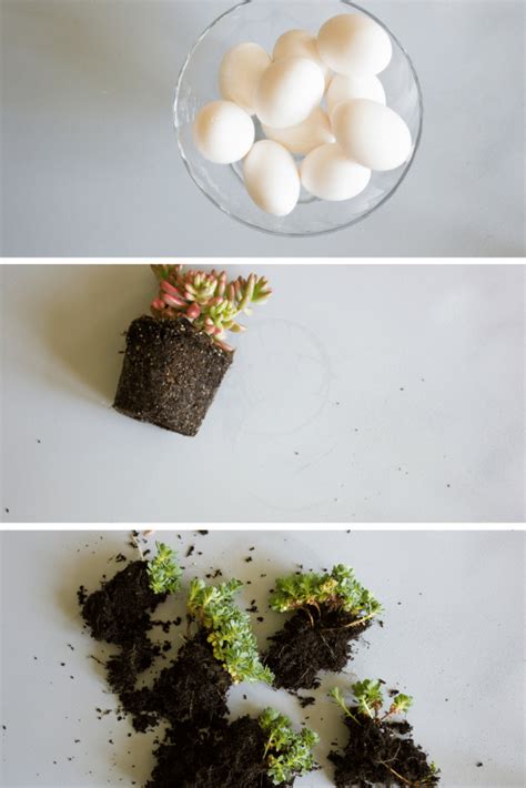 Egg Shell Succulents Diy Tinselbox