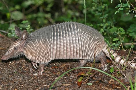 Tatu Canastra Conheça O Maior E Mais Raro Tatu Do Mundo Que Vive Na