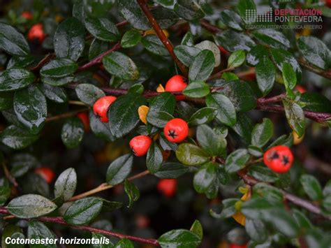 Cotoneaster Horizontal Cmvmc Tameiga