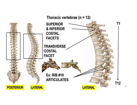 1 Vertebral Column Pdf