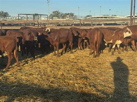 Herd Dispersal Grant Daniel Long