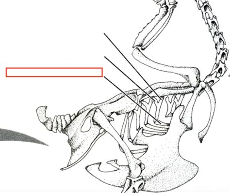 Uncinate Process Birds