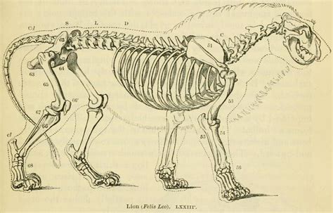 Biomedicalephemera Plantigrade Vs Digitigrade Carnivores The