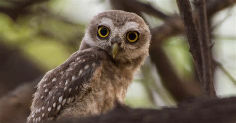 100 Cute Owl Pictures