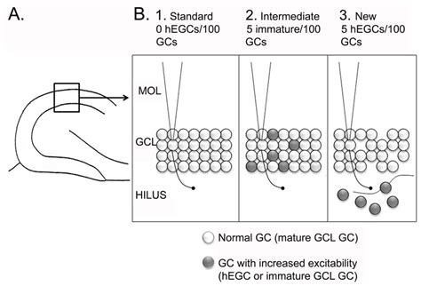 Three Computational Models Of The Dg Ca3 Network A A Box Outlines The