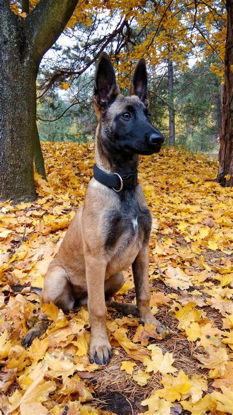 Photo Gallery Of Belgian Shepherd Malinois