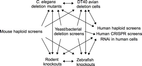 Integration Of Functional Assays Across Organisms One Can Use