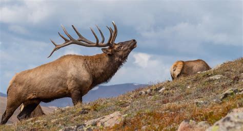 Best Montana Elk Hunting Units At Ester Gordan Blog