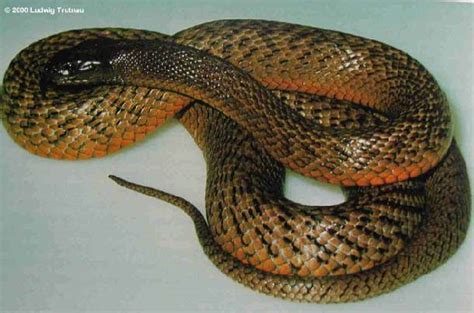 Oxyuranus Microlepidotus Bild02