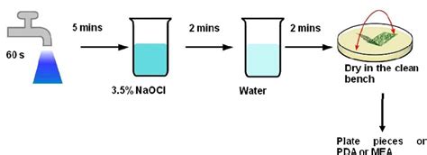 Isolation Of Endophytic Fungi Download Scientific Diagram