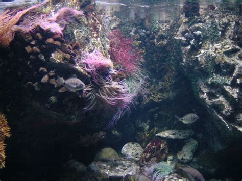 Anemonia Sulcata Facts Diet Habitat And Pictures On Animaliabio