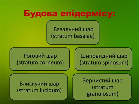 Анатомія та фізіологія шкіри Первинні та вторинні елементи шкіри презентация онлайн