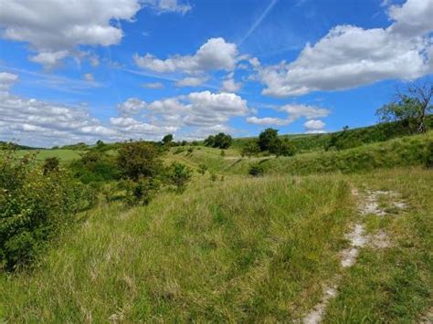 Papech Plan Dactions En Faveur Des Pelouses Calcicoles Des Hauts De France Conservatoire D