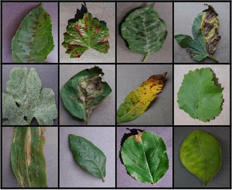 Sample Images From The Plantvillage Dataset For Plant Disease Download Scientific Diagram