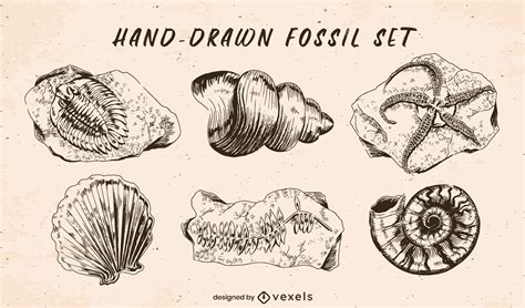 Hand Drawn Fossil Set Vector Download
