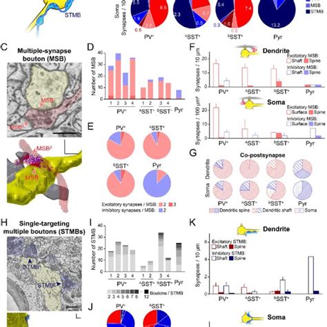 Multiple Synapse Boutons And Single Targeting Multiple Boutons On