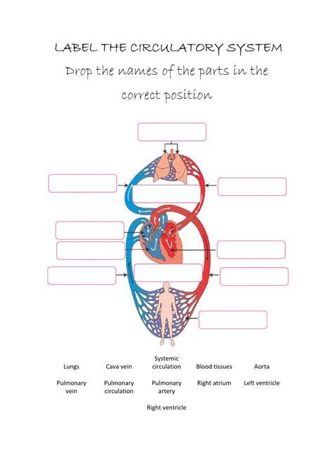 The Circulatory System Interactive Exercise 理化 國