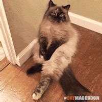 Cat Celebrate  By Truth
