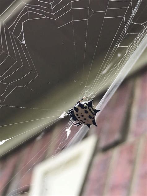 Cabot Exterminating Co Cabot Ar