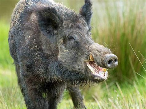 Analysis Of Feral Pigs Within California And Texas Mathematics For