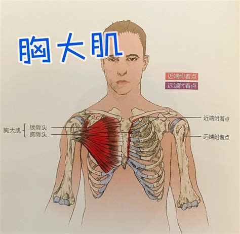 胸大肌详解：解剖与功能