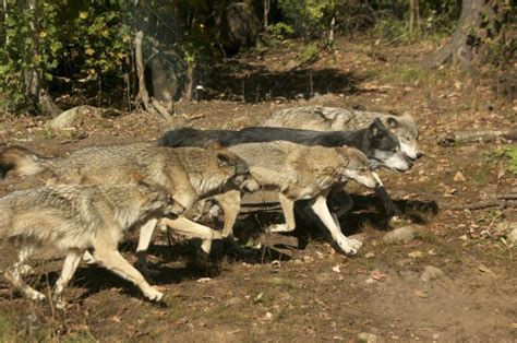 The Grey Wolf Sanctuary Of Haliburton Forest The Planet D