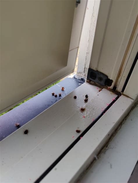 Ladybug Invasion Continued Miss Baloo