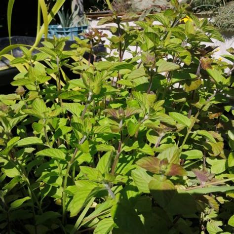 Mentha Aquatica The Water Garden